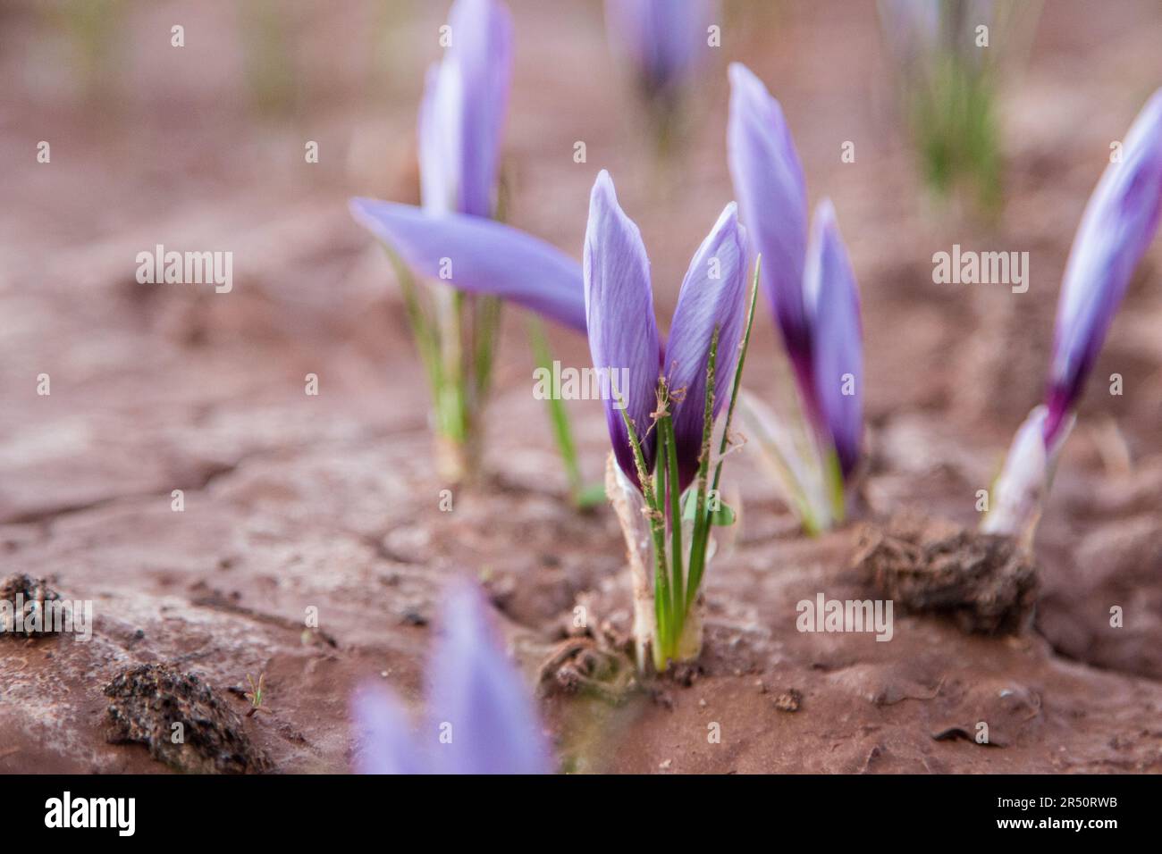 Saffron emergence hi-res stock photography and images - Alamy