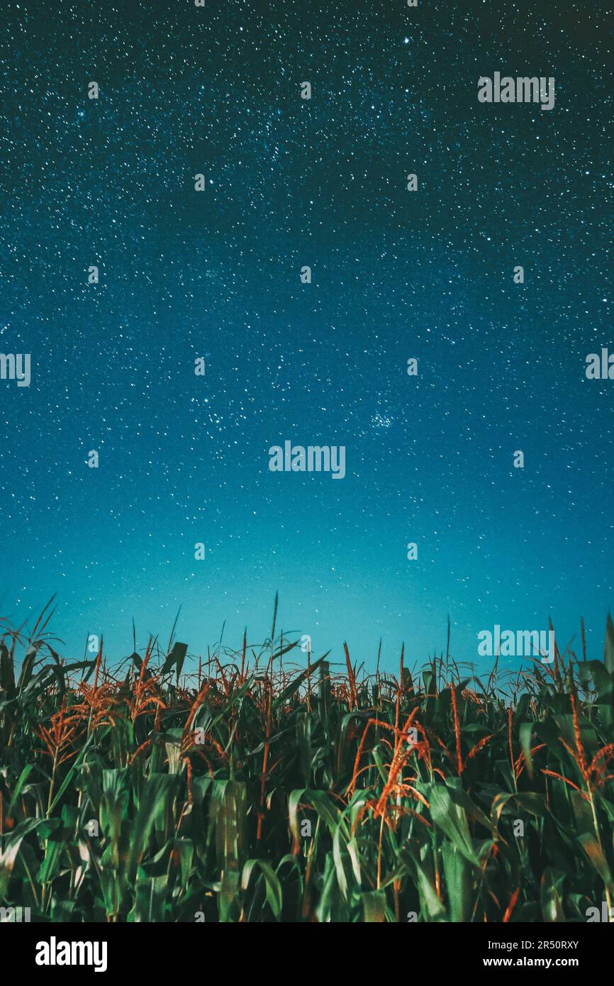 Milky way galaxy Night Starry Sky Above corn Field maize Plantation ...