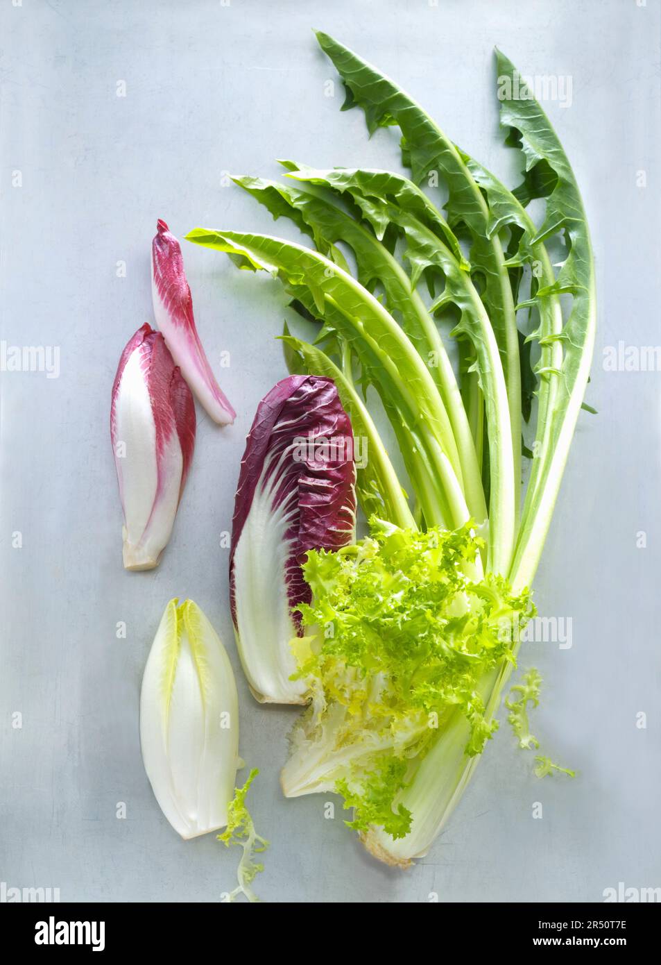 Chicory, radicchio, leaf chicory (also known as chicory de catalogna ...
