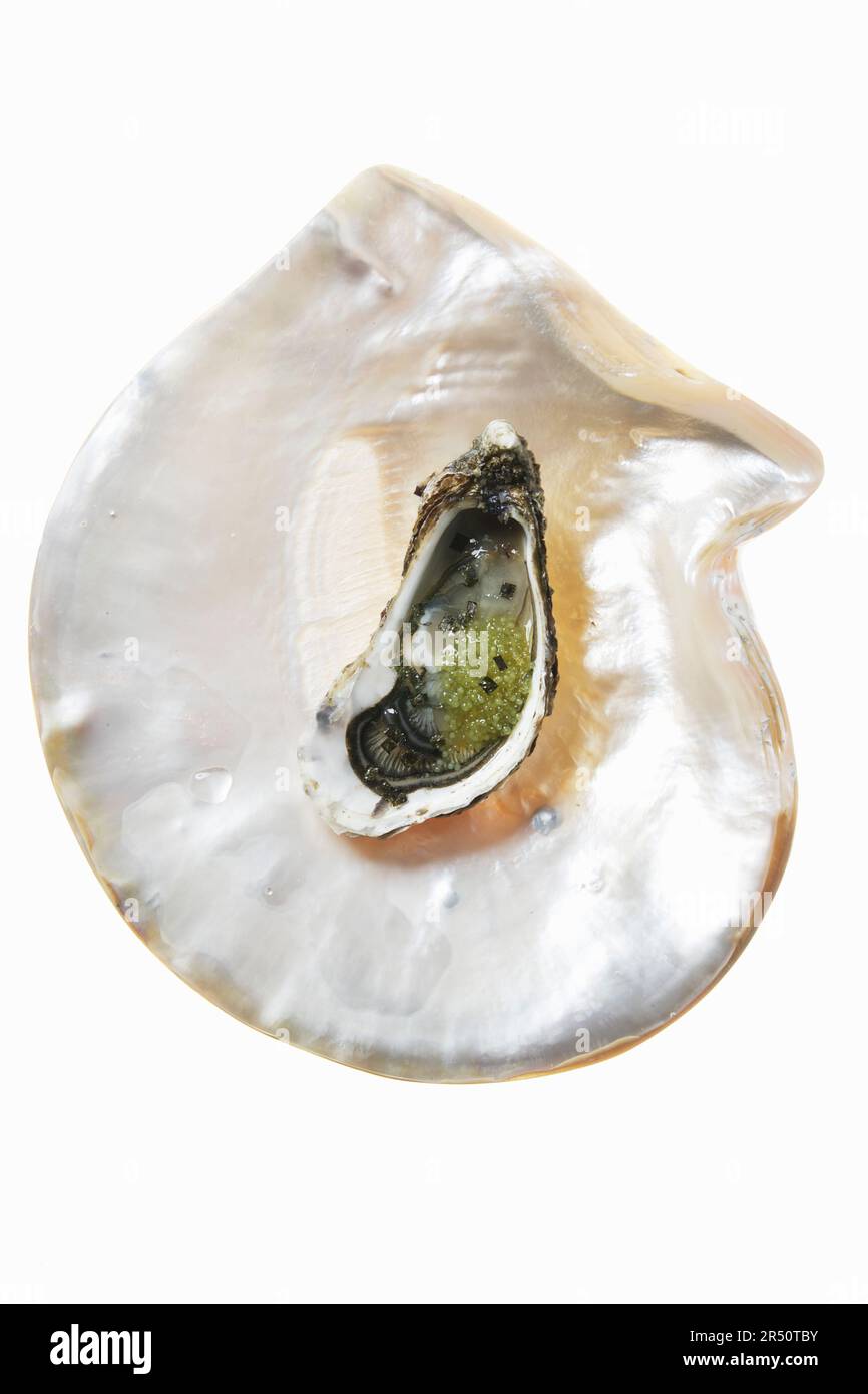 Sea algae cut out Cut Out Stock Images & Pictures - Alamy