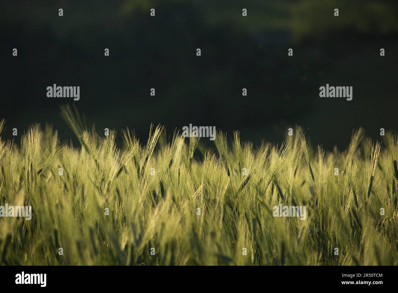 Corn cultivation in italy hi-res stock photography and images - Alamy