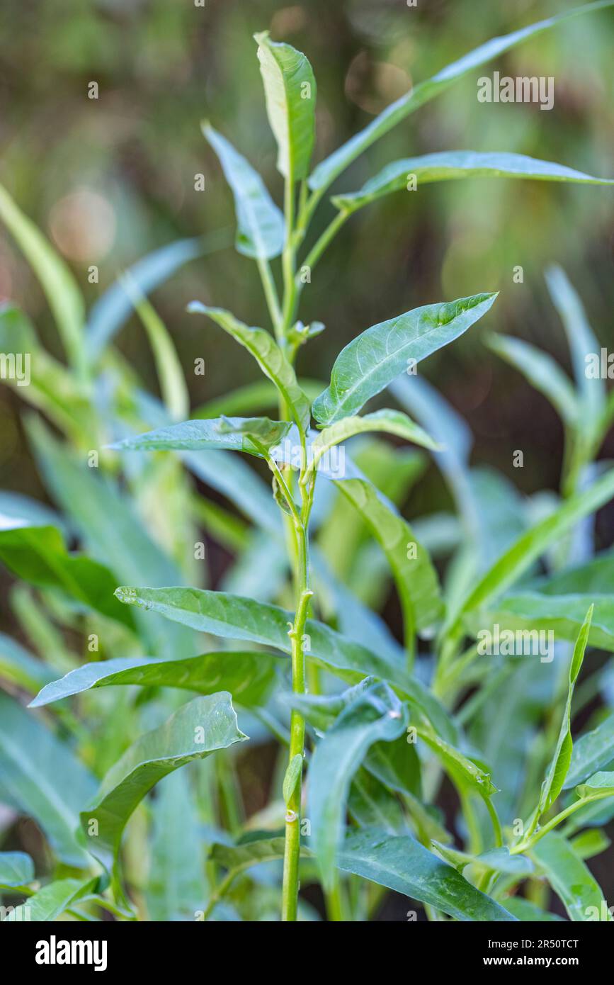 Water spinach (Asia Stock Photo - Alamy