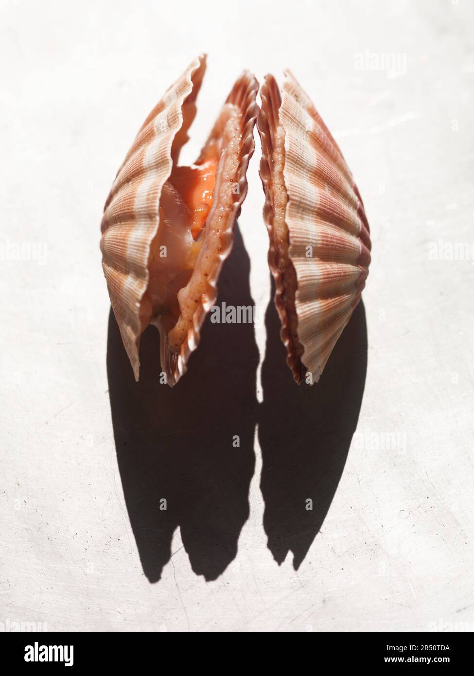 Two scallops on a light background Stock Photo - Alamy