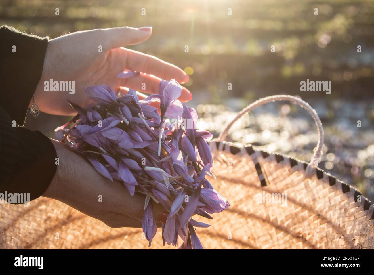 Moroccan Woman's Hands Grasping Saffron Blooms Backlit by the Rising ...