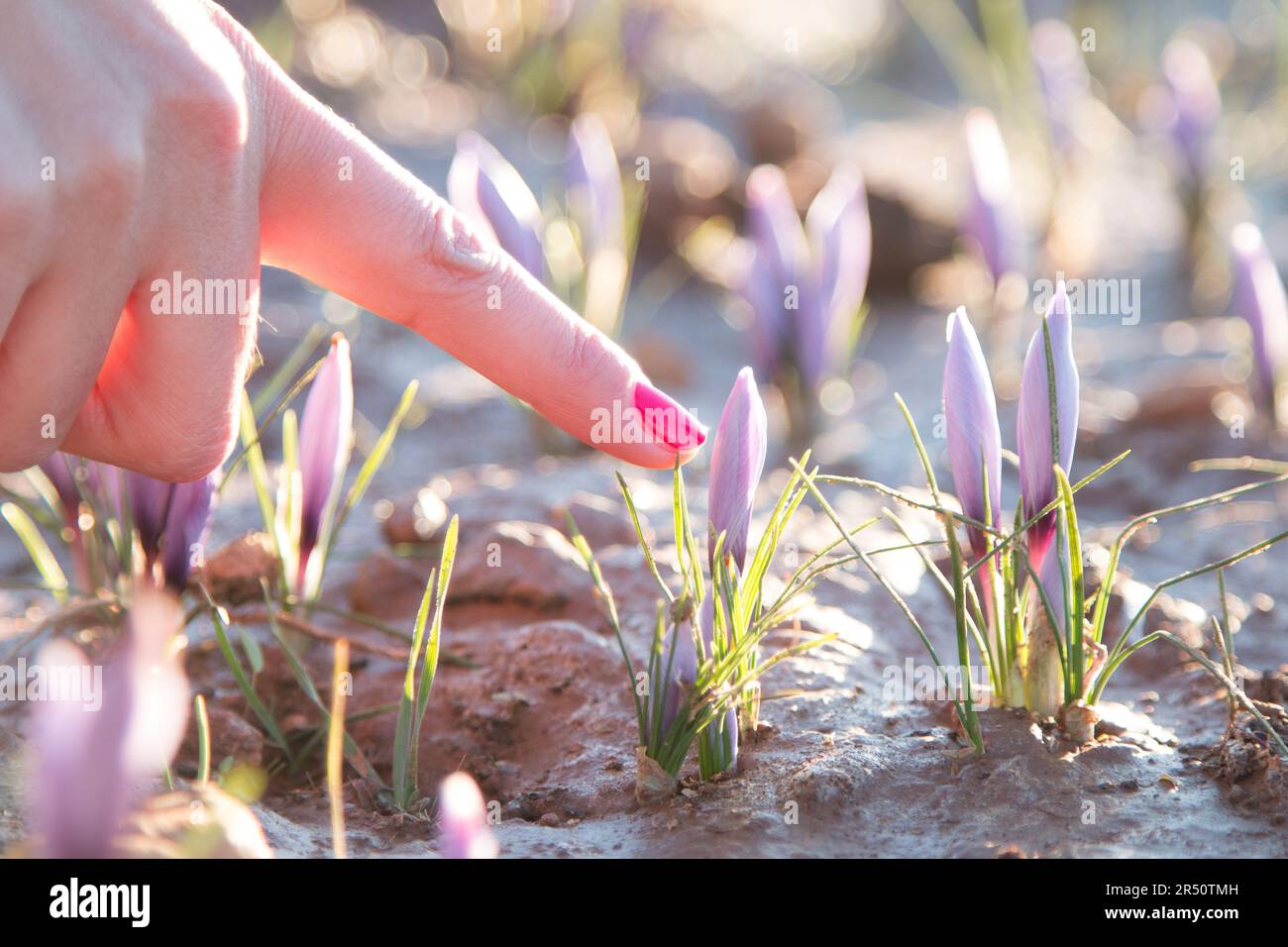 Female hand picking flowers hi-res stock photography and images - Alamy