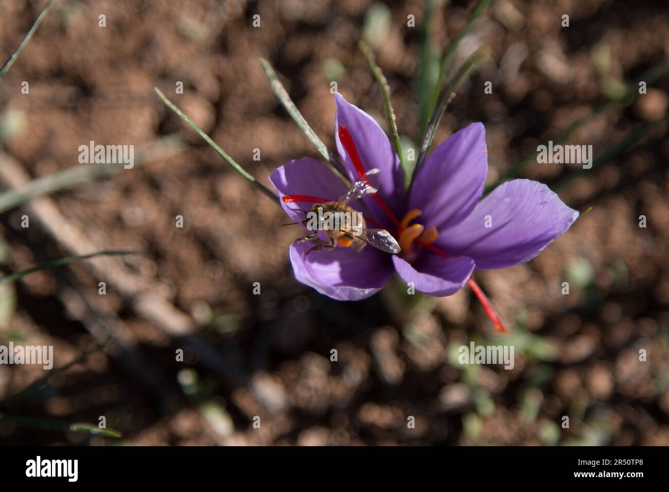 Saffron Bloom Rising from the Clay Ground in Taliouine, Southern ...