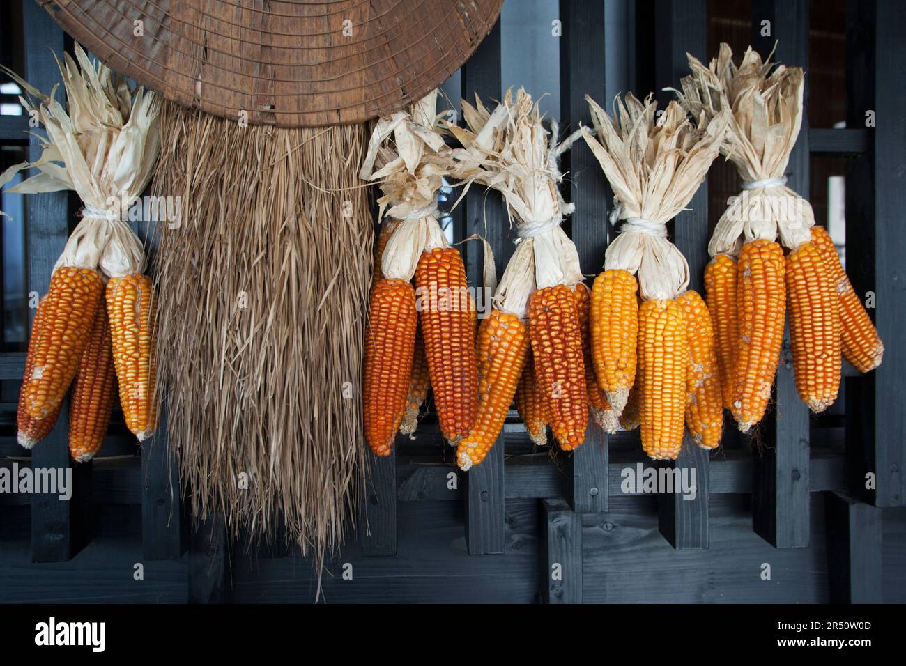 Corn cobs hanging dried on hi-res stock photography and images - Alamy