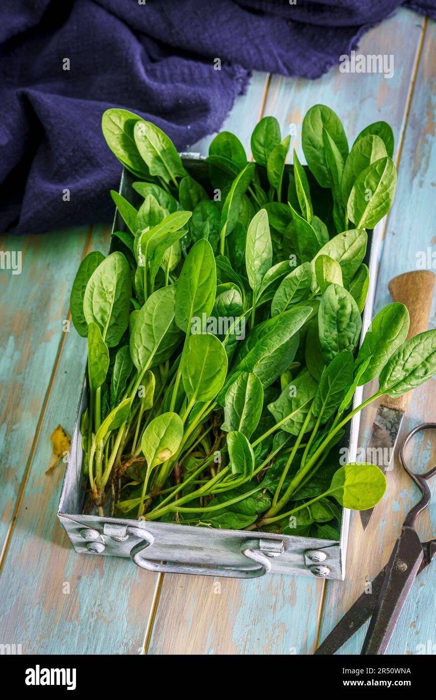 Fresh young spinach in box Stock Photo - Alamy