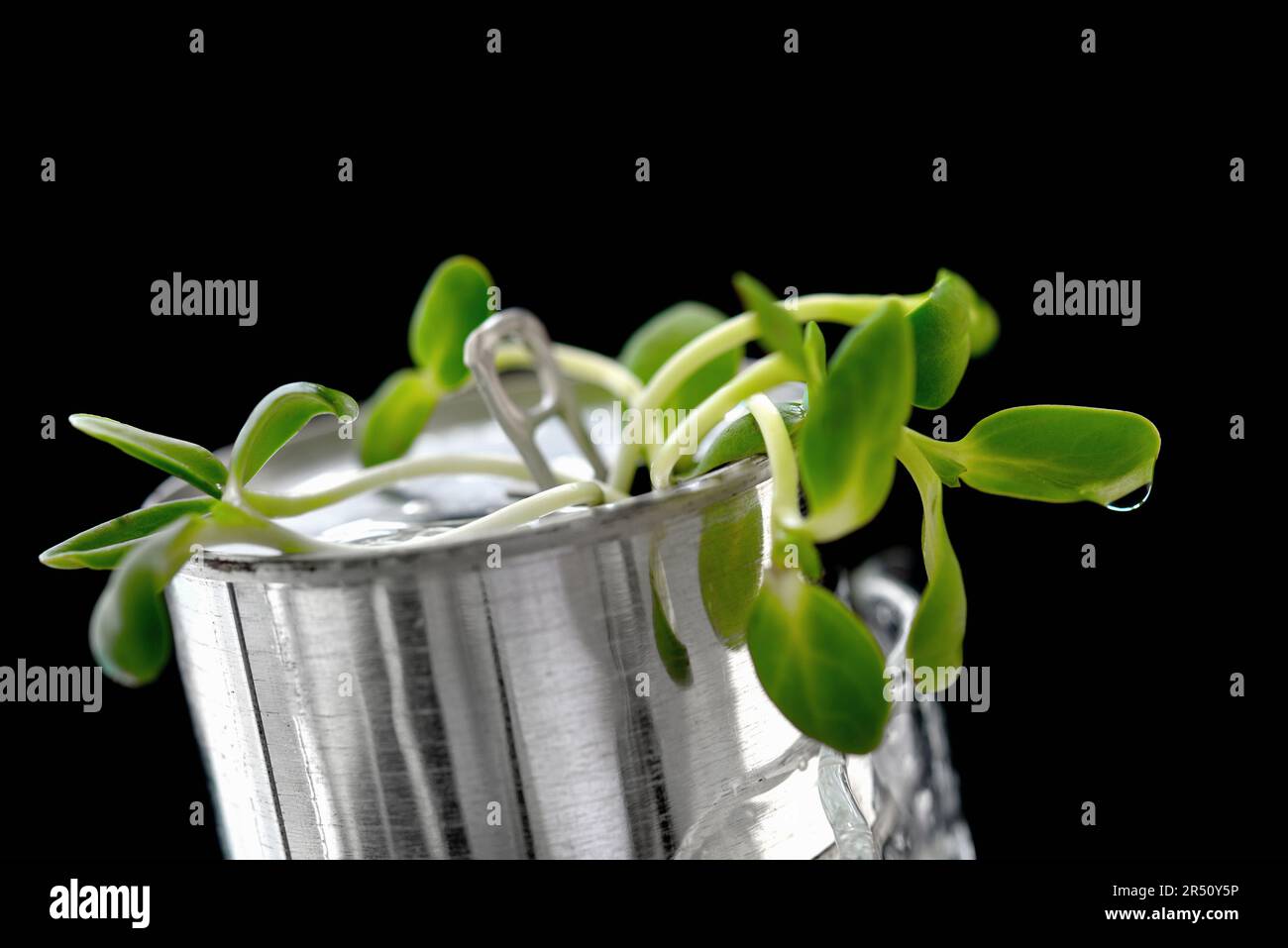 Small lettuce shoots grown a tin can Stock Photo - Alamy