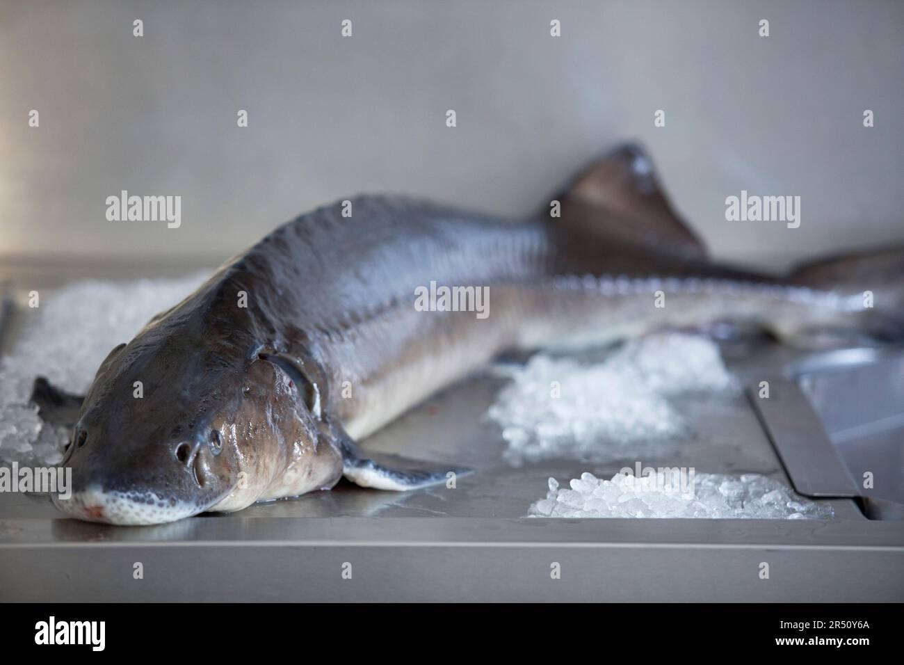 Fresh sturgeon hi-res stock photography and images - Alamy