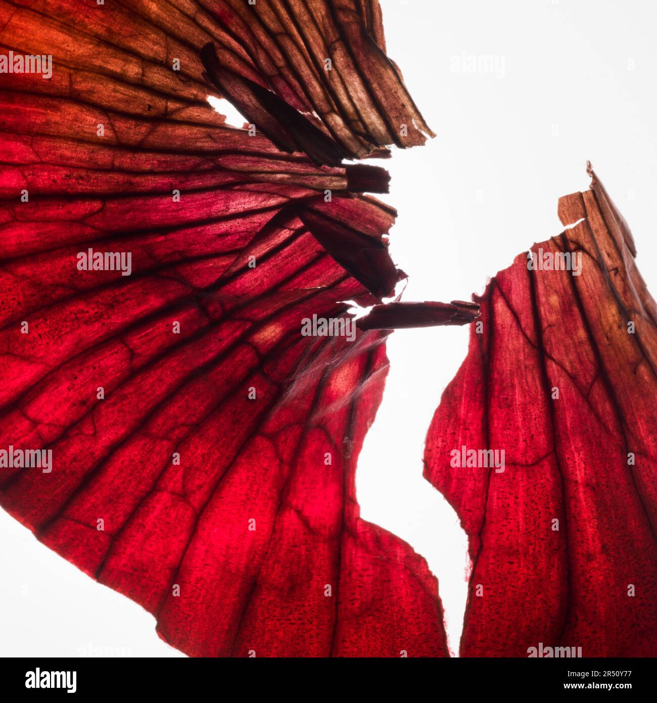 Red onion skin (Macro shot Stock Photo - Alamy