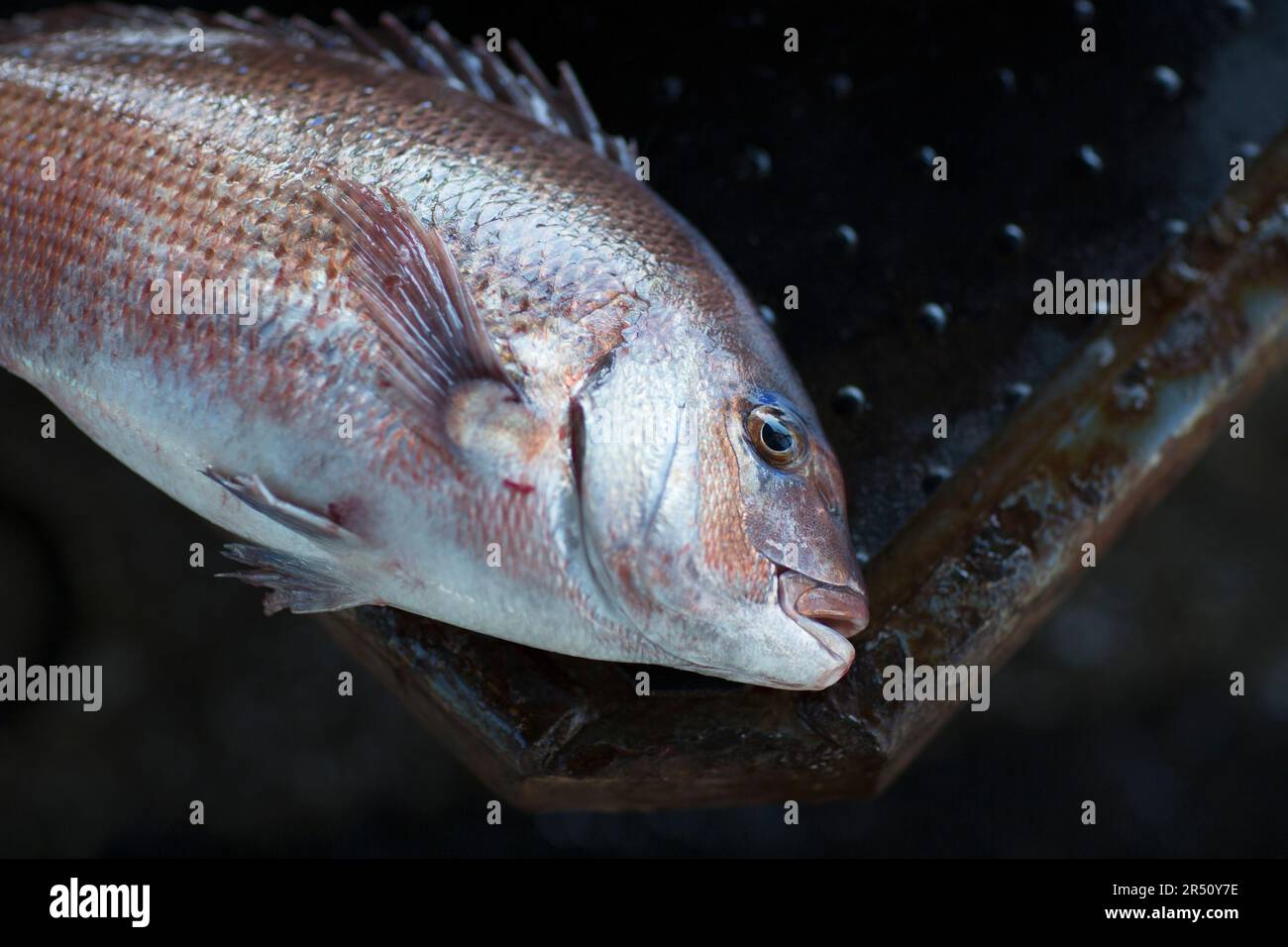 Sea bream at the Tsukiji fish market in Tokyo, Japan Stock Photo - Alamy