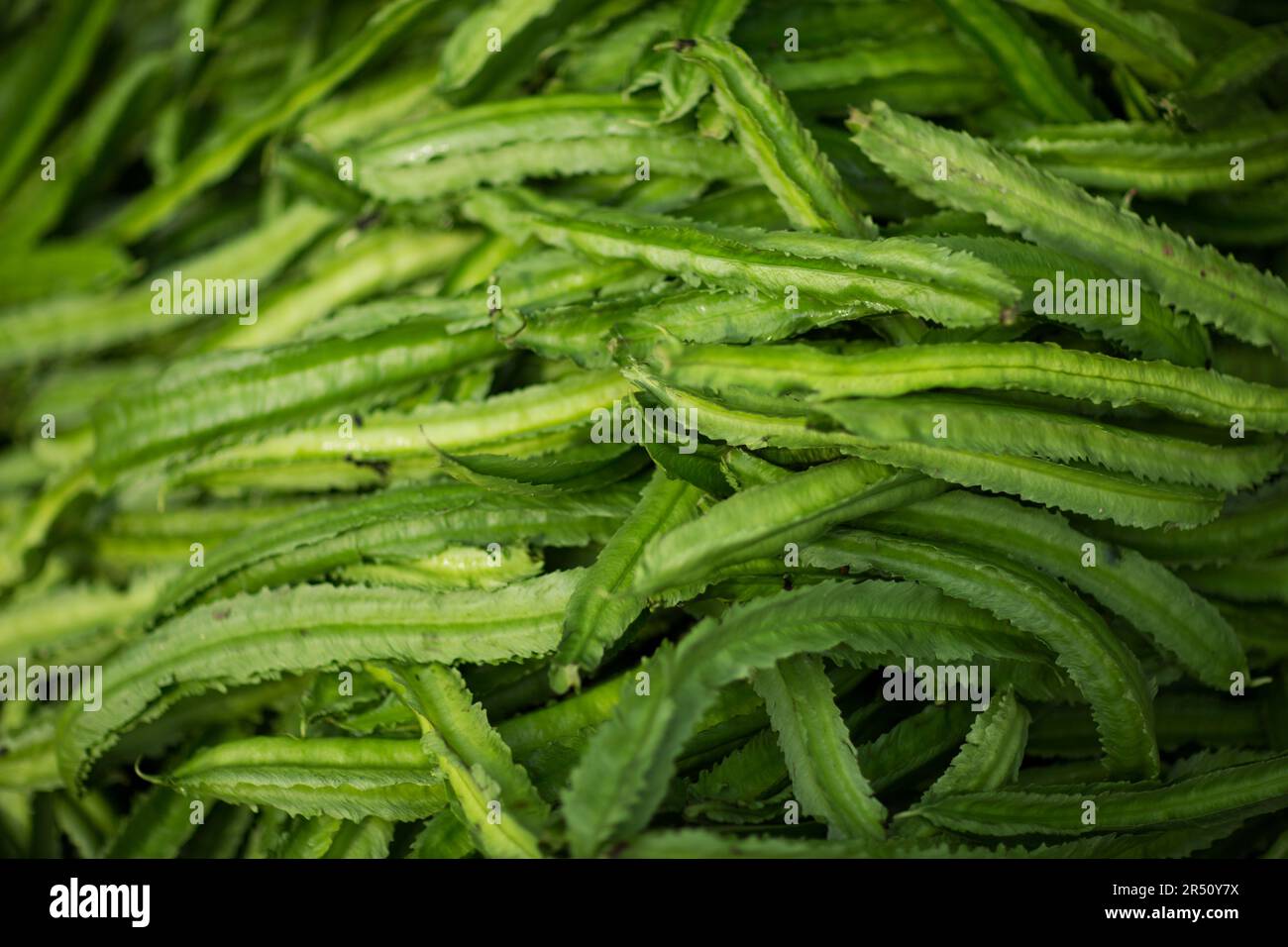Goa beans (winged beans Stock Photo - Alamy