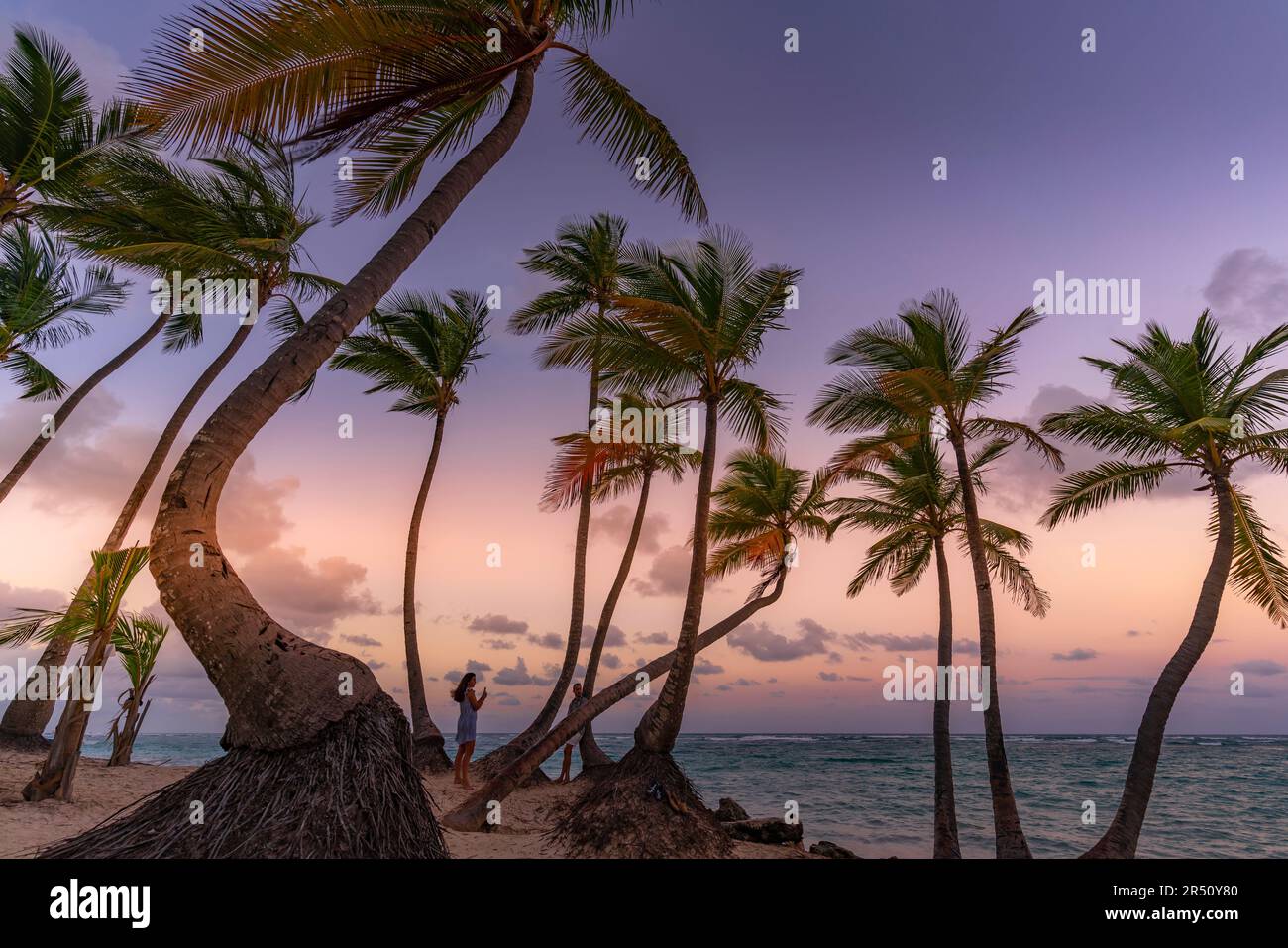 View of palm trees on Bavaro Beach at sunset, Punta Cana, Dominican ...