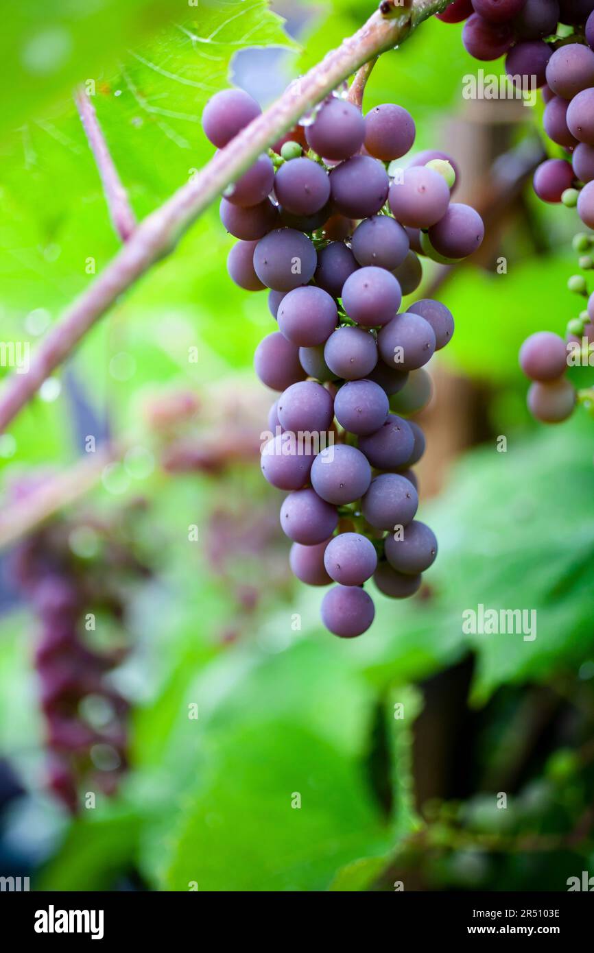 Grapes growing in the home garden Stock Photo - Alamy