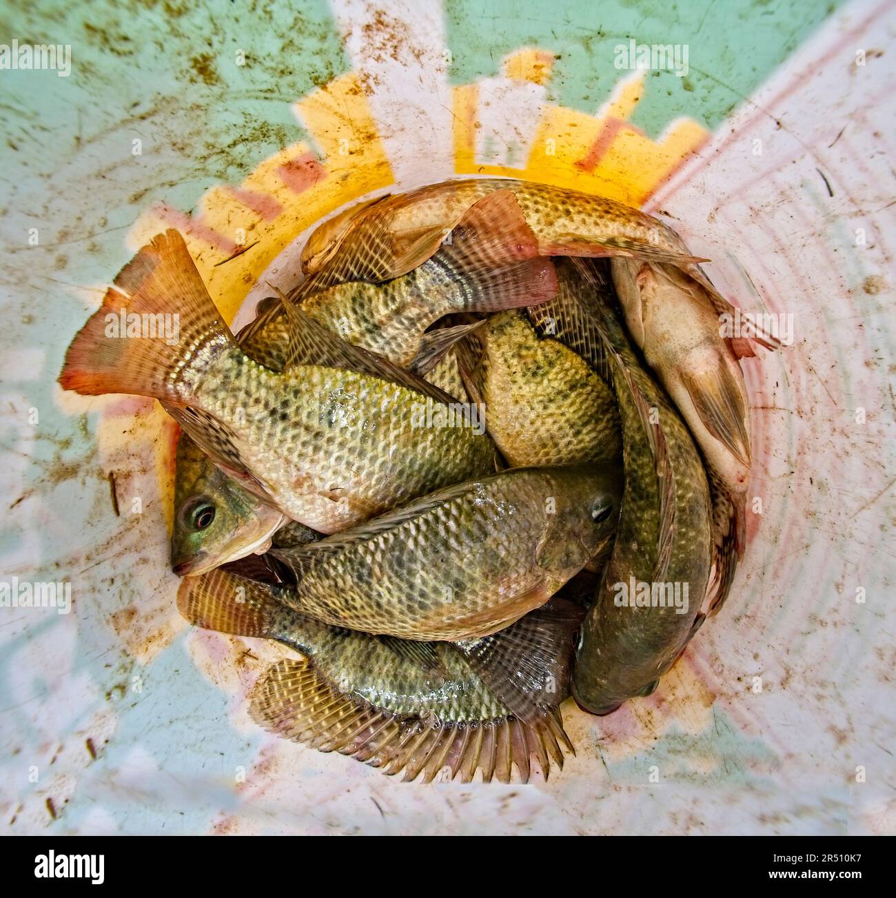 Freshly caught snapper in a basket (Maldives Stock Photo - Alamy
