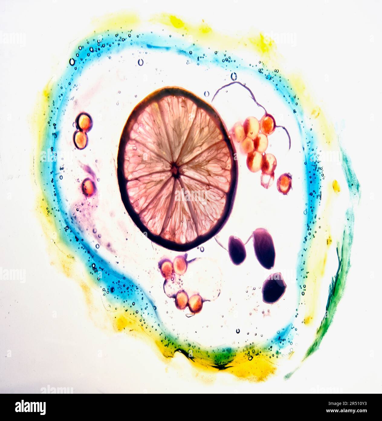 Artistic arrangement of fish roe and lemon slice Stock Photo - Alamy