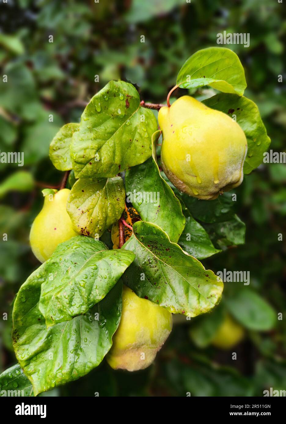 Quinces on the tree hi-res stock photography and images - Alamy
