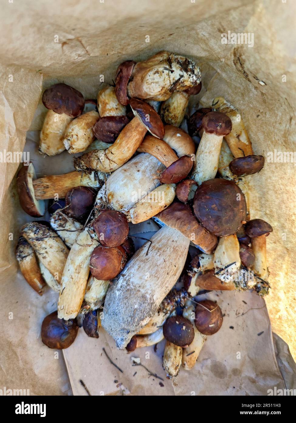 Porcini mushrooms and chestnut bolete Stock Photo - Alamy