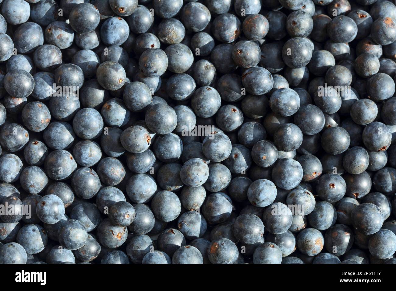 Picture of sloe berries hi-res stock photography and images - Alamy
