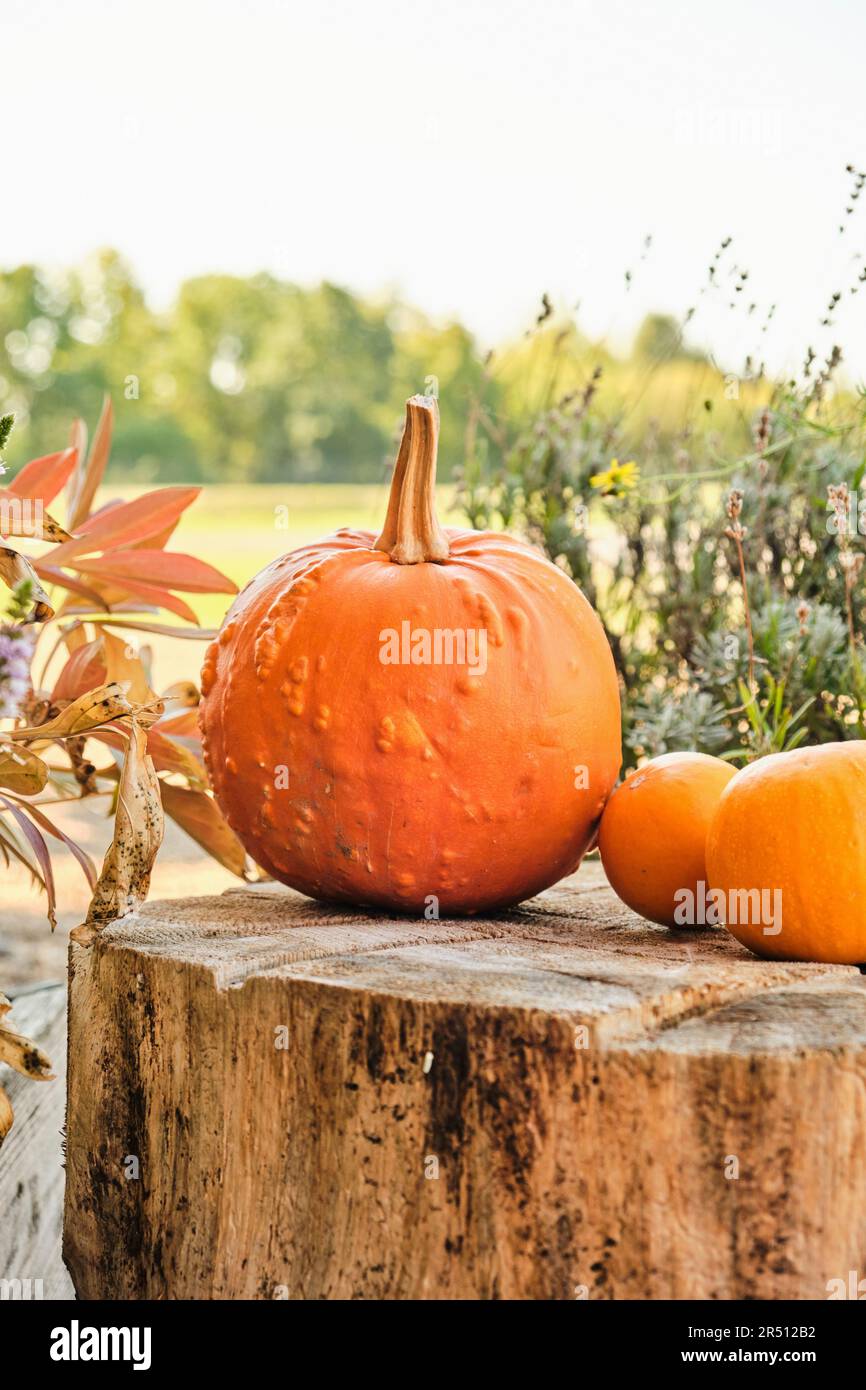 Pumpkins of different sizes hi-res stock photography and images - Alamy