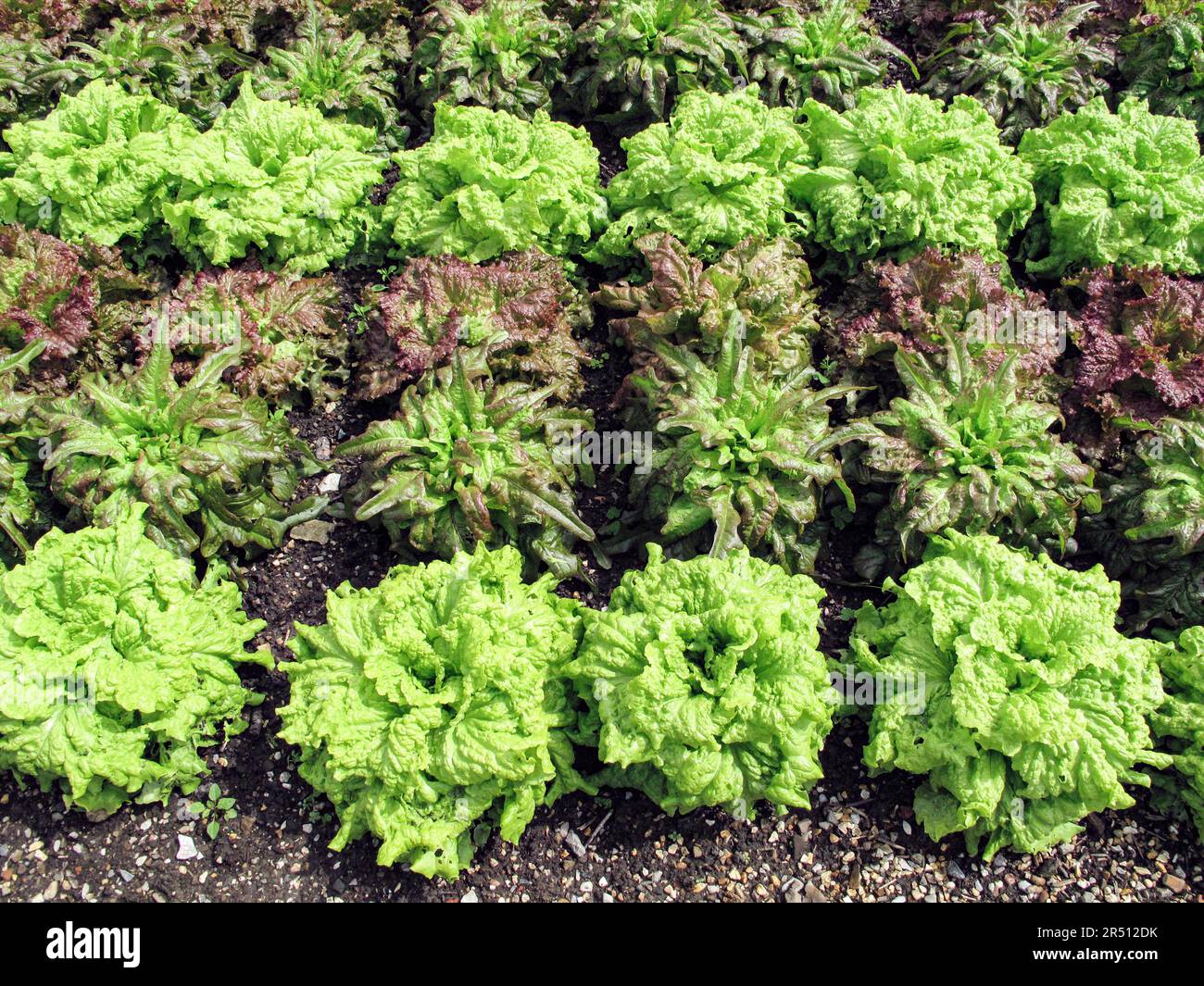 Different types of lettuce hi-res stock photography and images - Alamy