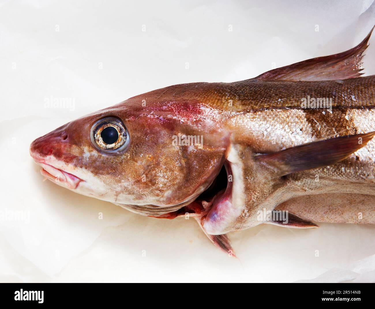 Fresh haddock hi-res stock photography and images - Alamy