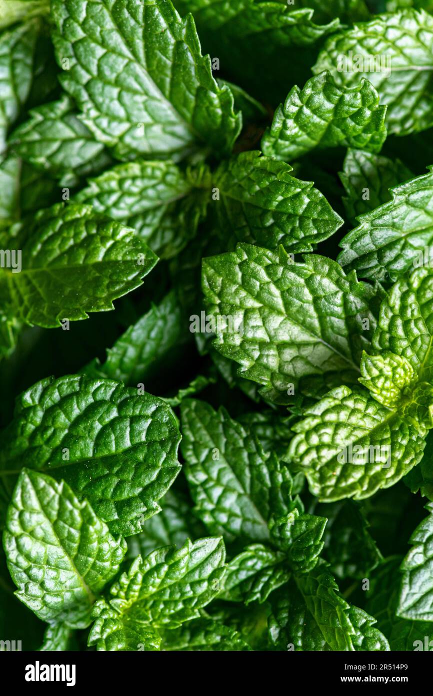 Fresh mint leaves (photo fills the picture Stock Photo - Alamy