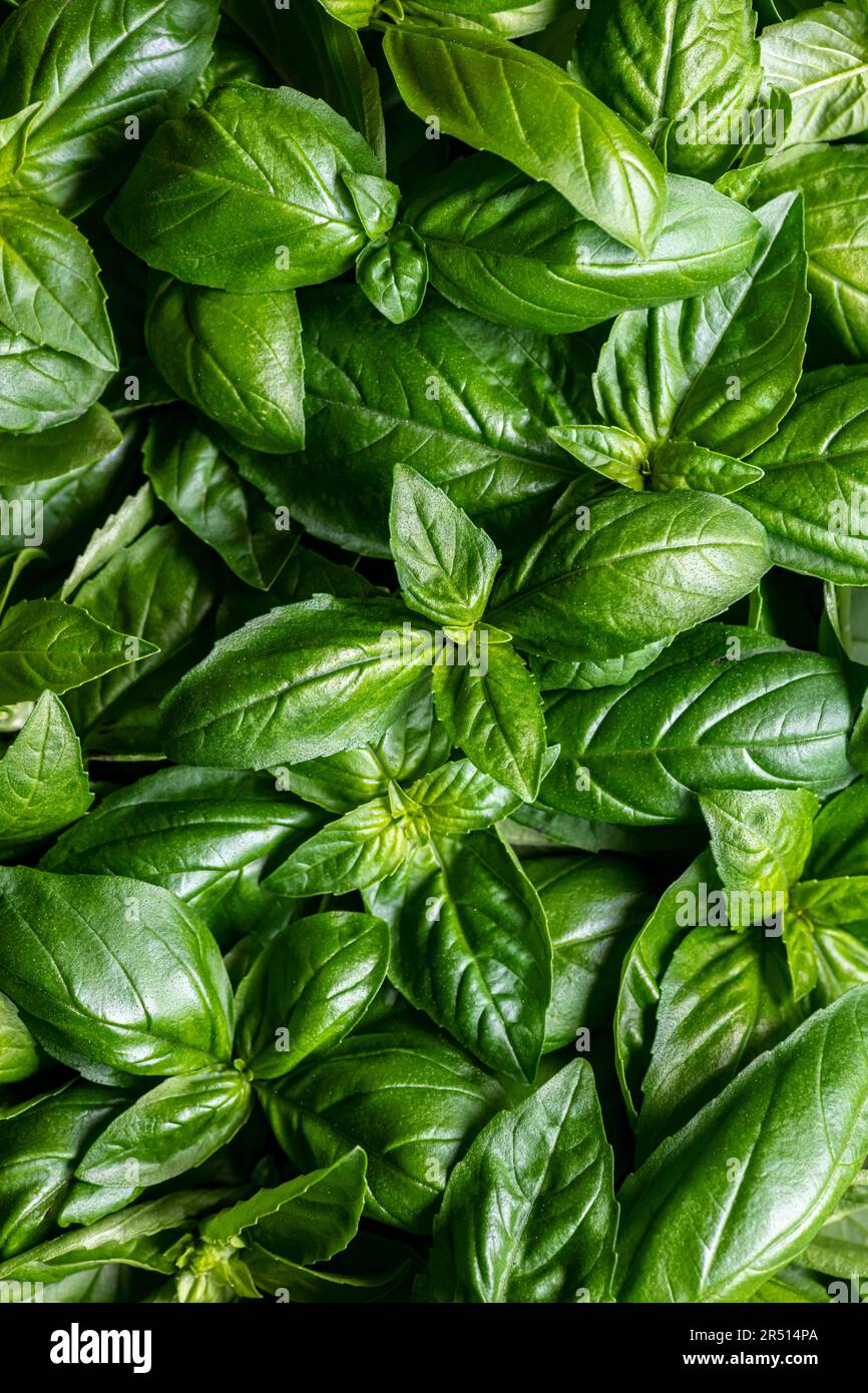 Basil filling hi-res stock photography and images - Alamy
