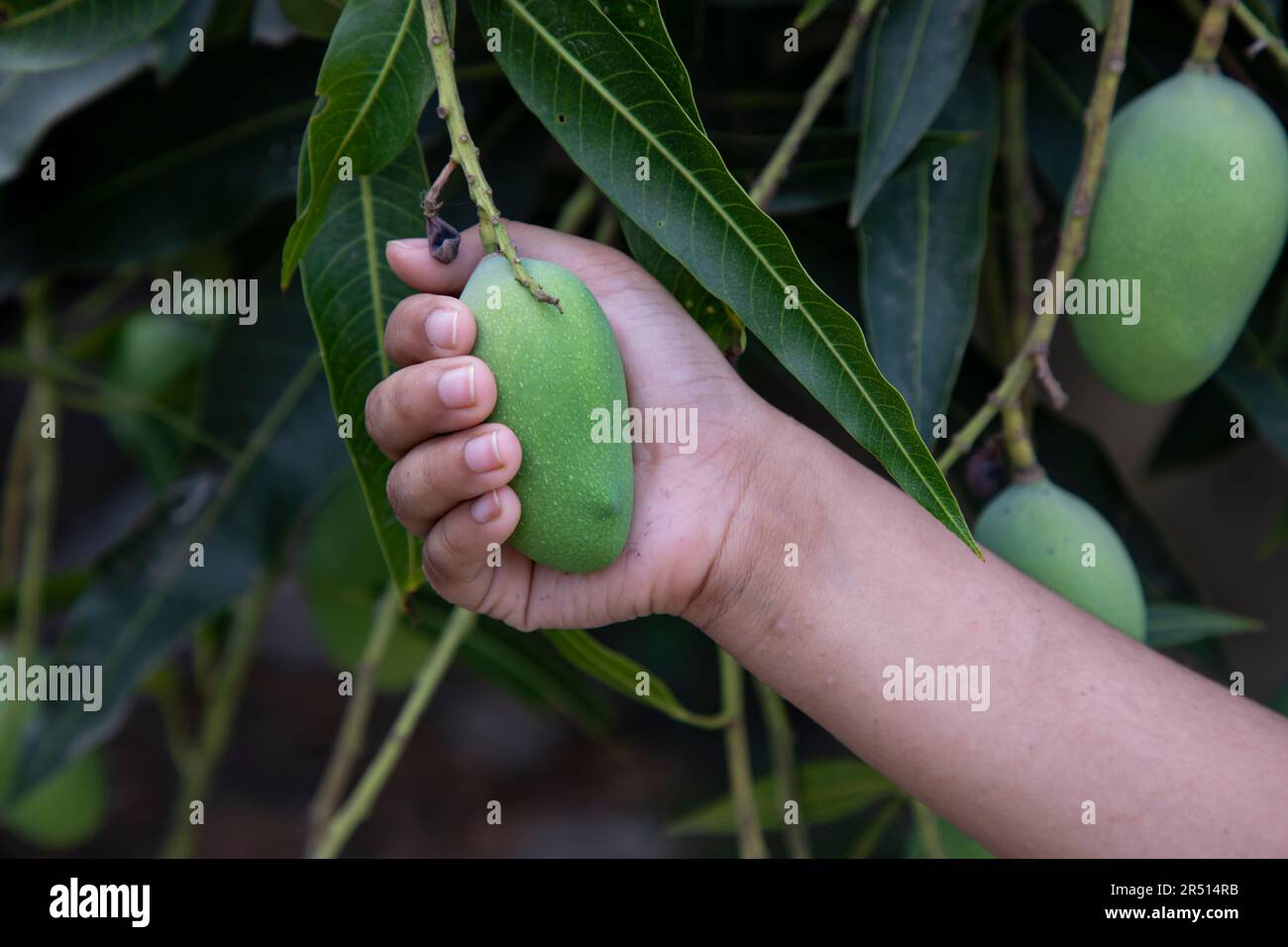 Hand-holding raw green mango in the hanging tree branch Stock Photo - Alamy