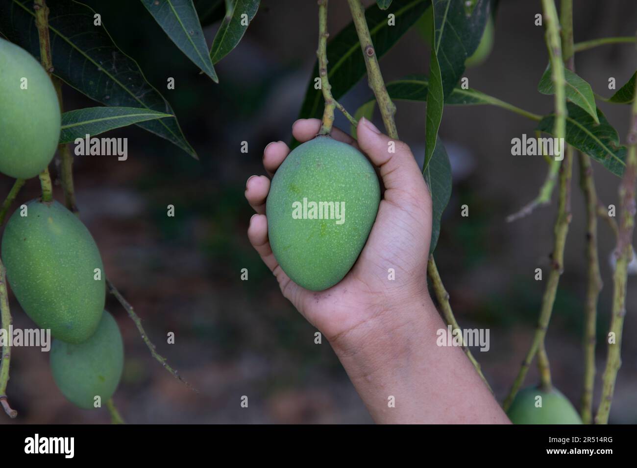 Hand-holding raw green mango in the hanging tree branch Stock Photo - Alamy