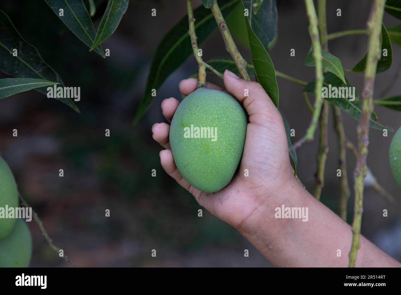 Hand-holding raw green mango in the hanging tree branch Stock Photo - Alamy