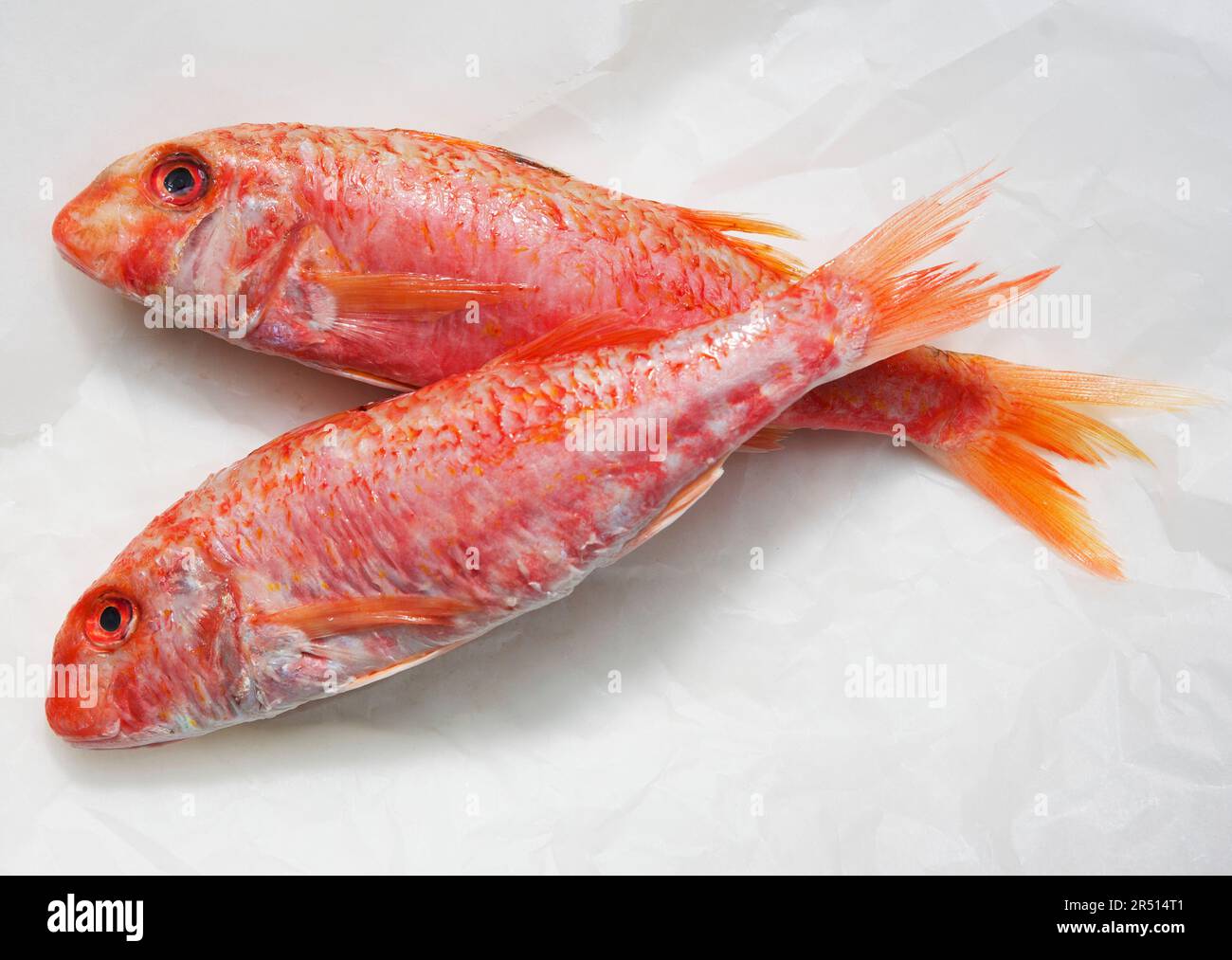 Two fresh red mullets Stock Photo - Alamy