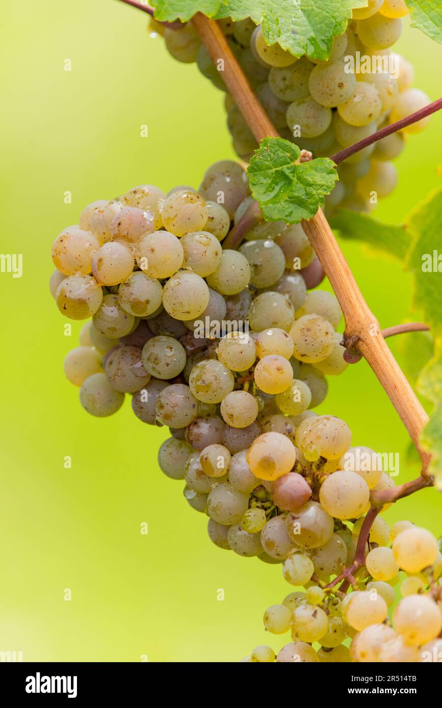 Grape vines growing inside hi-res stock photography and images - Alamy
