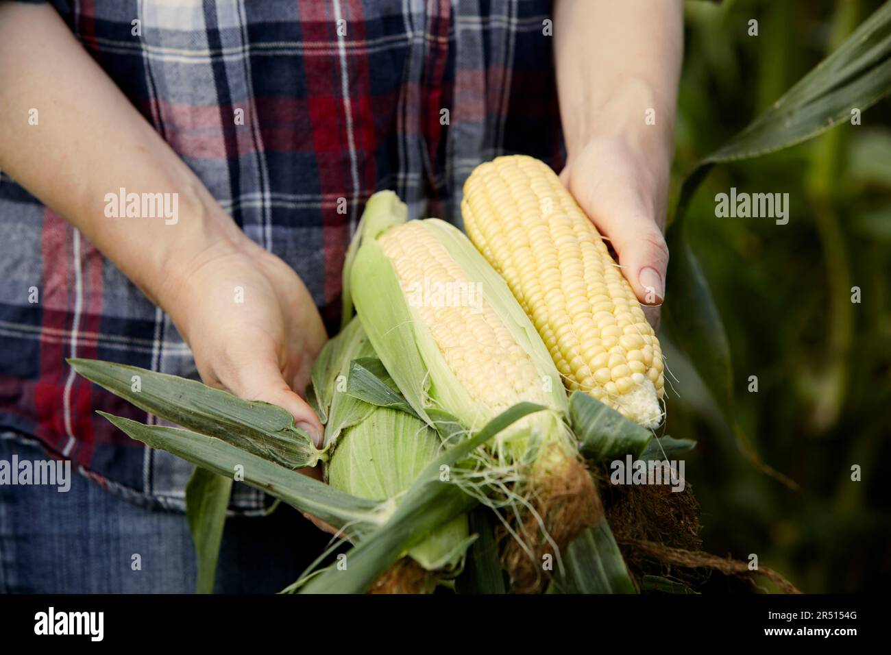 Hands holding freshly harvested corn on the cob Stock Photo - Alamy