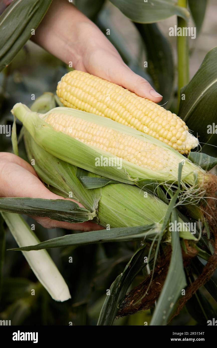 Hands holding freshly harvested corn on the cob Stock Photo - Alamy