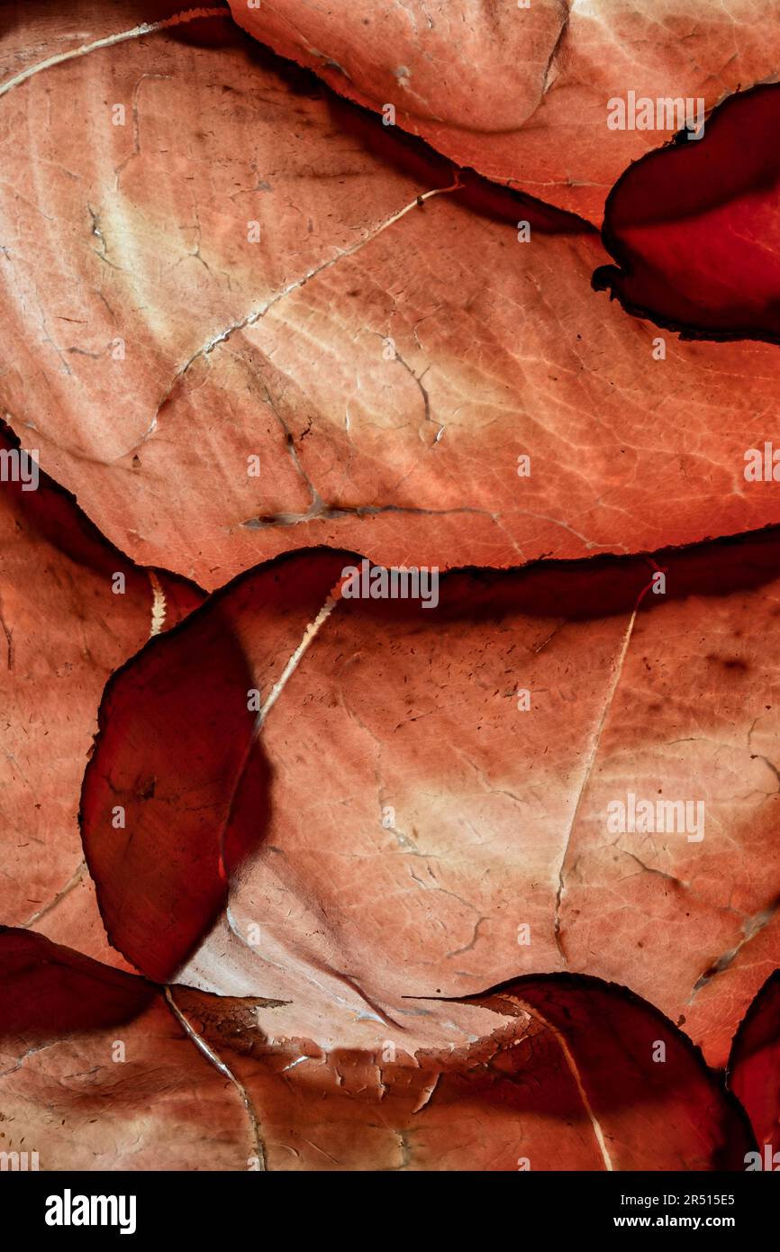 Raw venison ham (full picture Stock Photo - Alamy