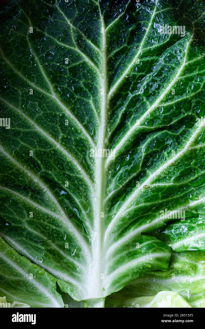 Savoy cabbage extreme close hi-res stock photography and images - Alamy