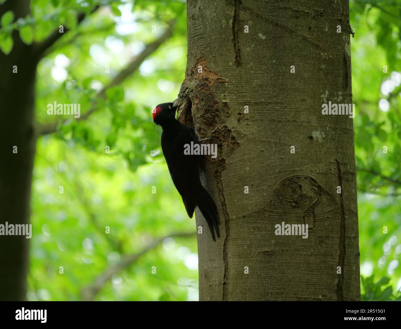 Black woodpecker, Dryocopus martius Stock Photo - Alamy