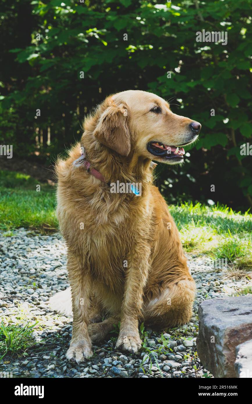 Dog breed labrador golden retriever hi-res stock photography and images ...