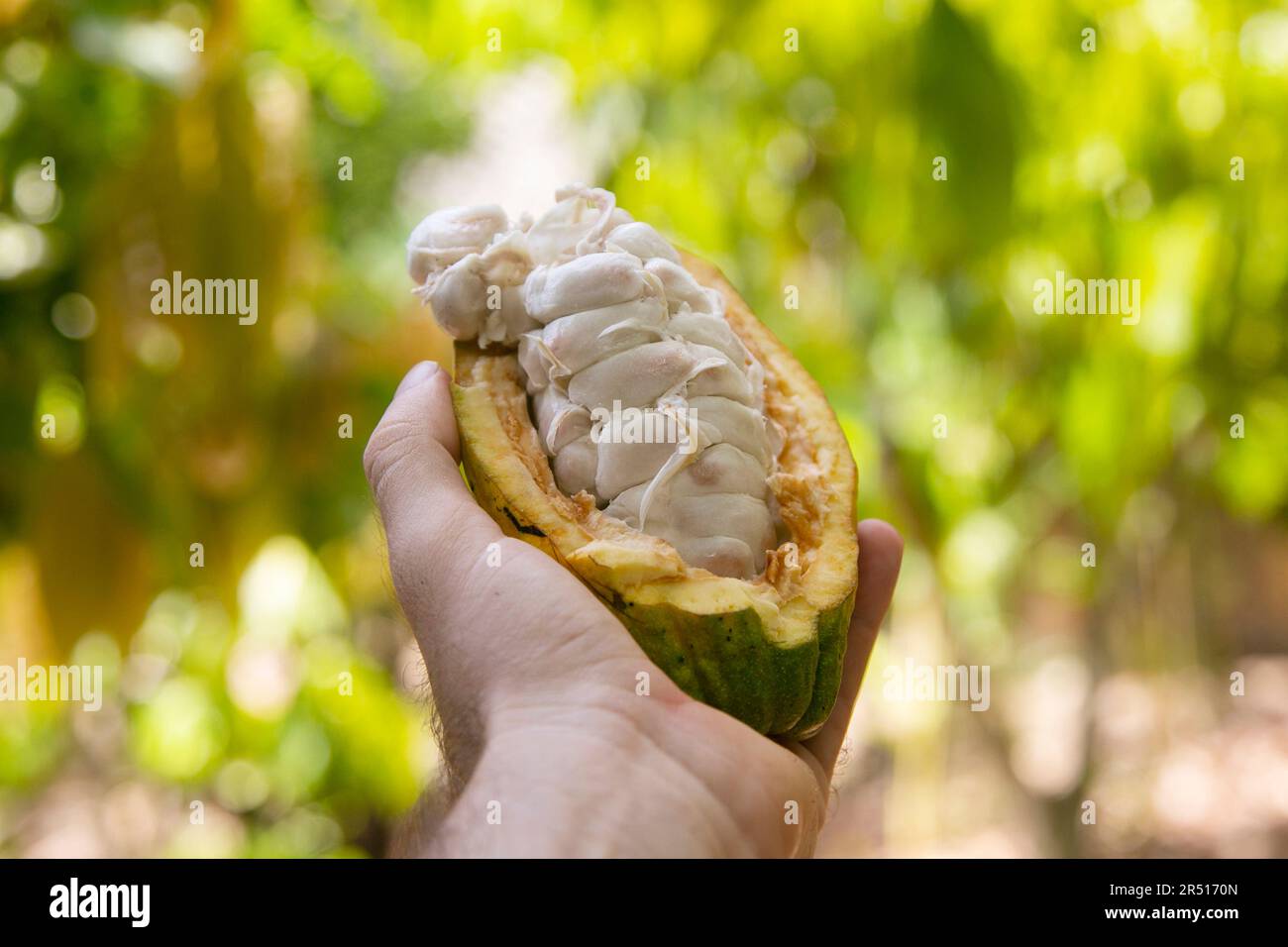Cocoa peru hi-res stock photography and images - Alamy