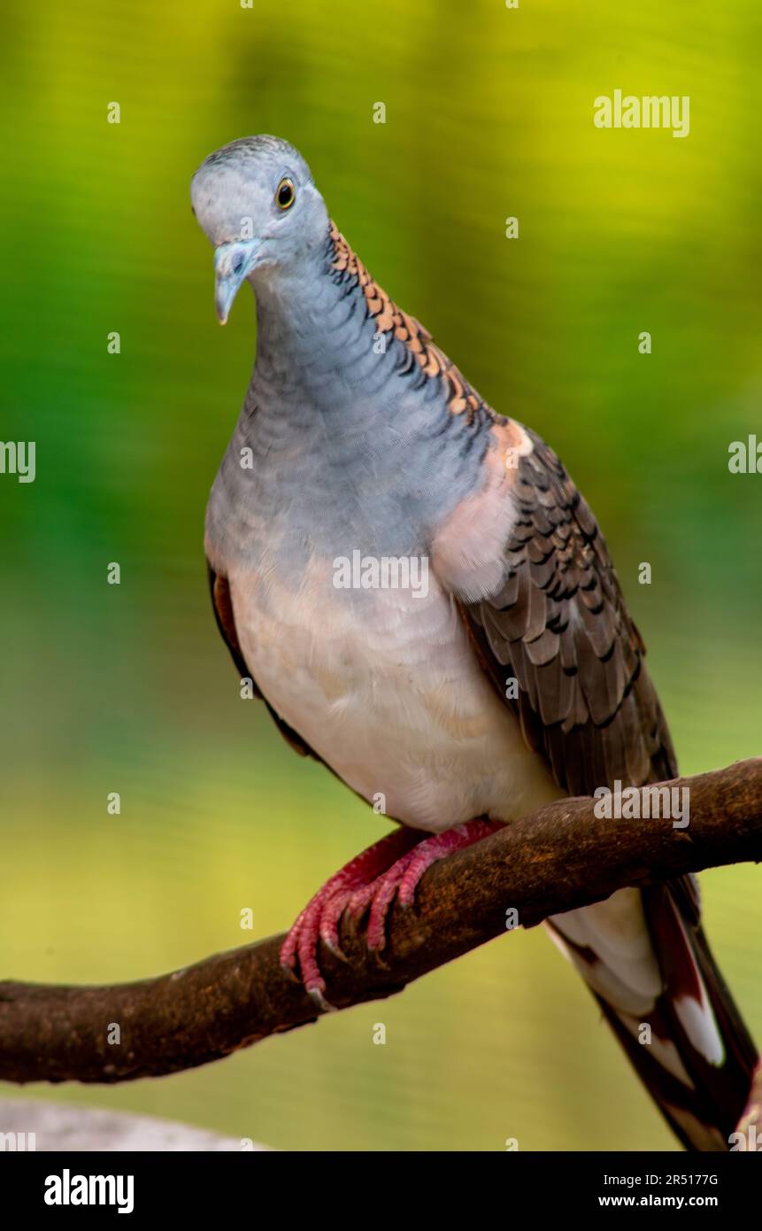 Bar-shouldered dove, Geopelia humeralis Stock Photo - Alamy