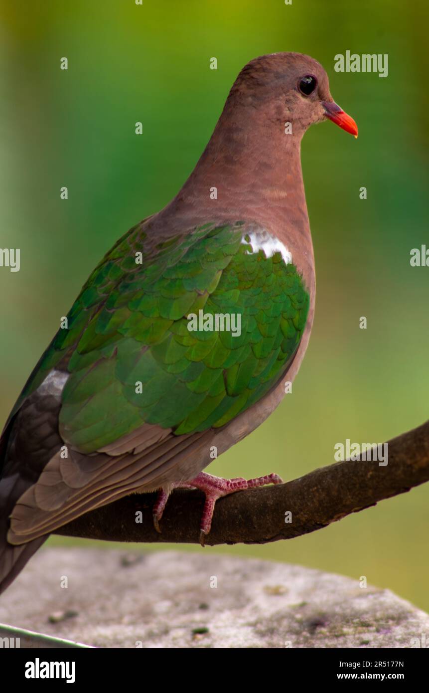 Pacific Emerald Dove, Chalcophaps longirostris Stock Photo - Alamy