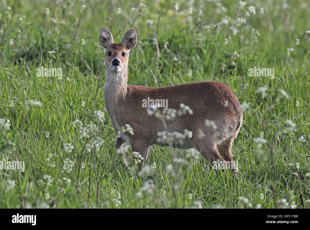 Chinese Water Deer (Hydropotes inermis) adult female standing in damp ...