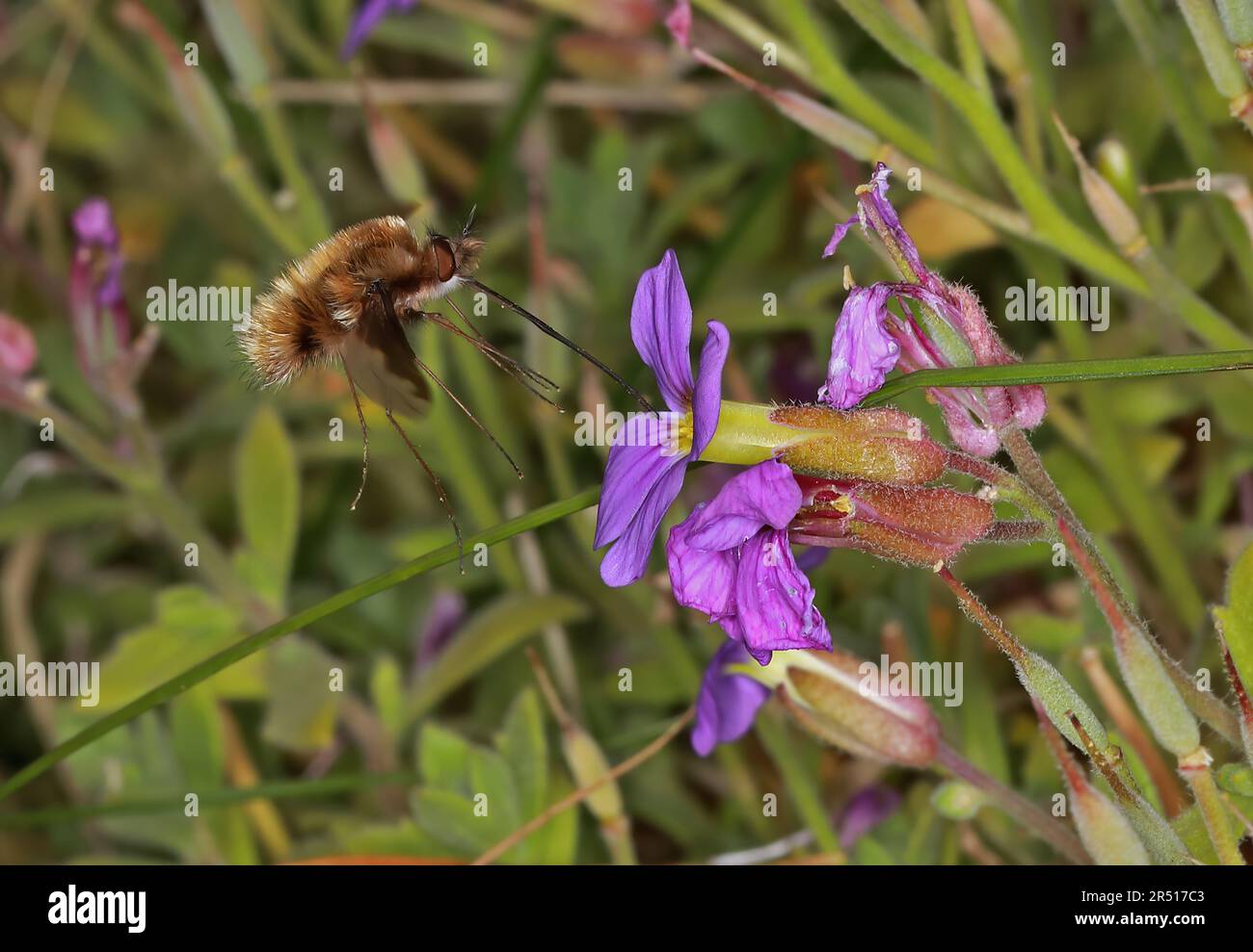 Dark-edged Bee-fly (Bombylius major) adult in flight at flower Eccles ...