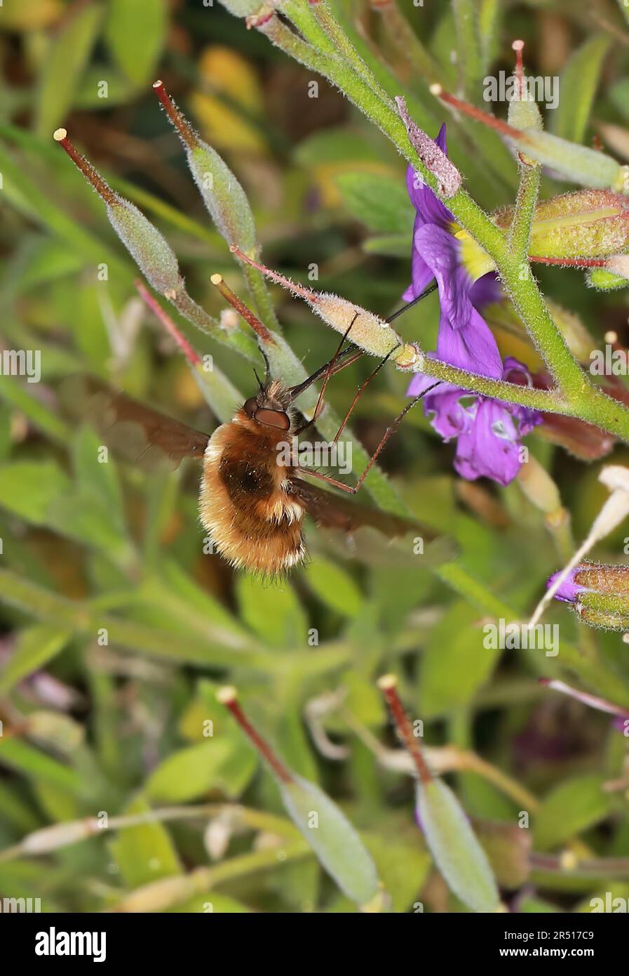 Dark-edged Bee-fly (Bombylius major) adult in feeding at flower Eccles ...