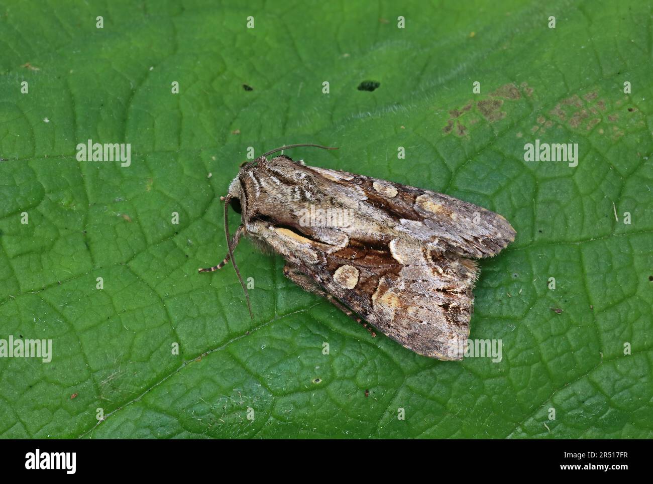 Light Brocade moth (Lacanobia w-latinum) adult at rest on leaf Eccles ...