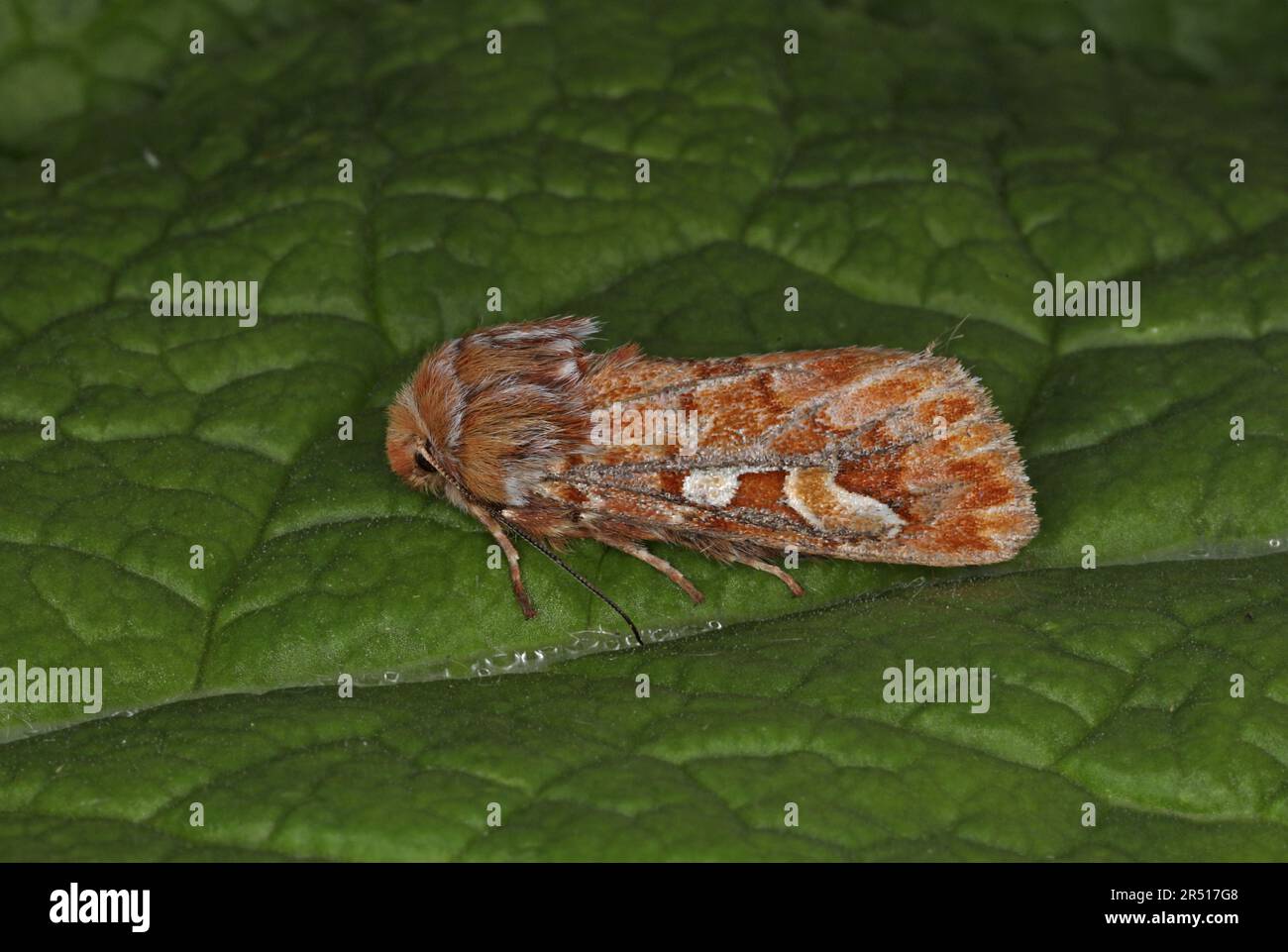 Pine Beauty (Panolis flammea) adult at rest on leaf Eccles-on-Sea ...