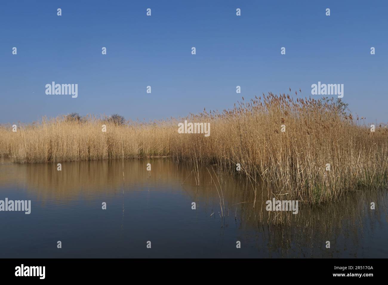 view along reedbed on broad, Common Reed (Phragmites australis ...
