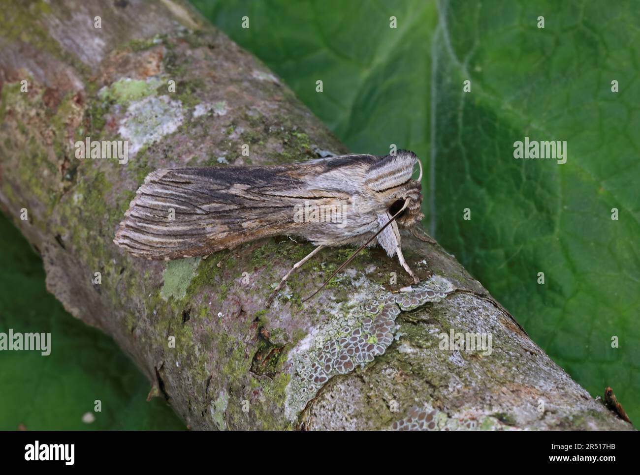 The Shark moth (Cucullia umbratica) adult at rest on branch Eccles-on ...